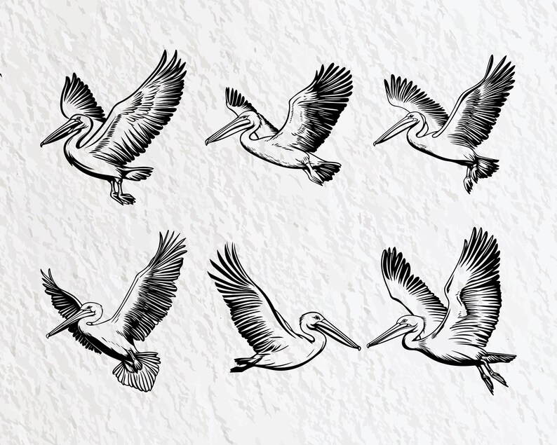 Pelican SVG Bundle: Silhouette Clipart, Vector Decal (PNG, Cricut Files ...
