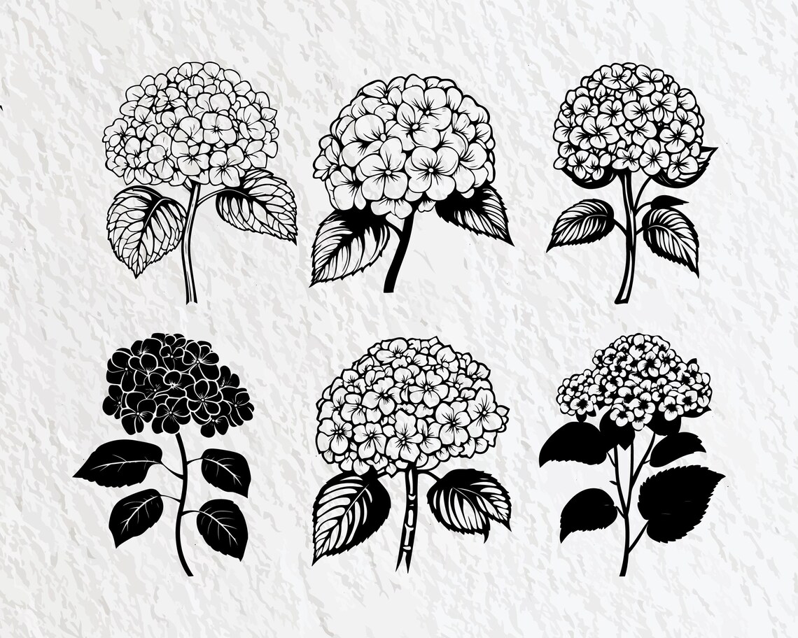 Hydrangea SVG Bundle: Floral Silhouette, Clipart, Vector (digital ...