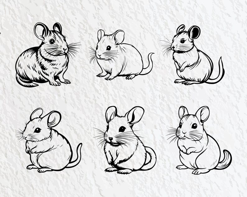 Chinchilla SVG Bundle: Silhouette Clipart, Cricut Cut Files - Etsy