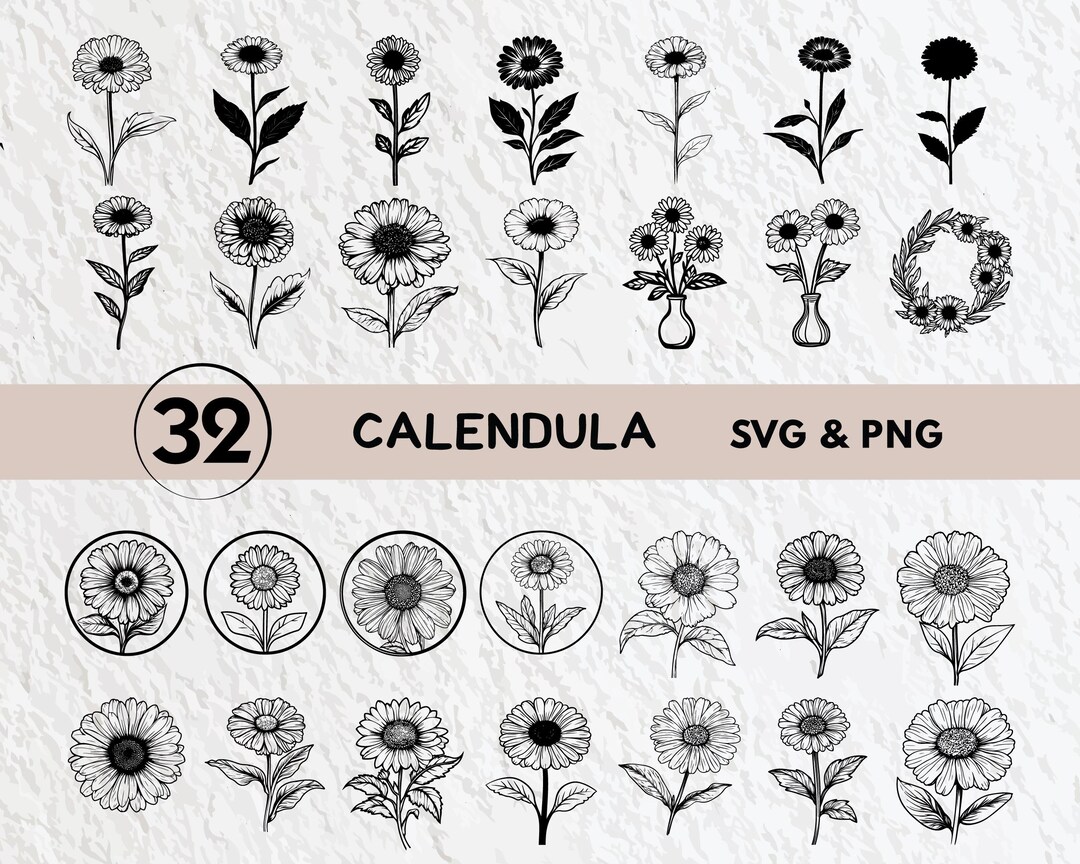 Calendula Svg Bundle, Calendula Silhouette, Calendula Clipart Png, Calendula Outline, Calendula ...