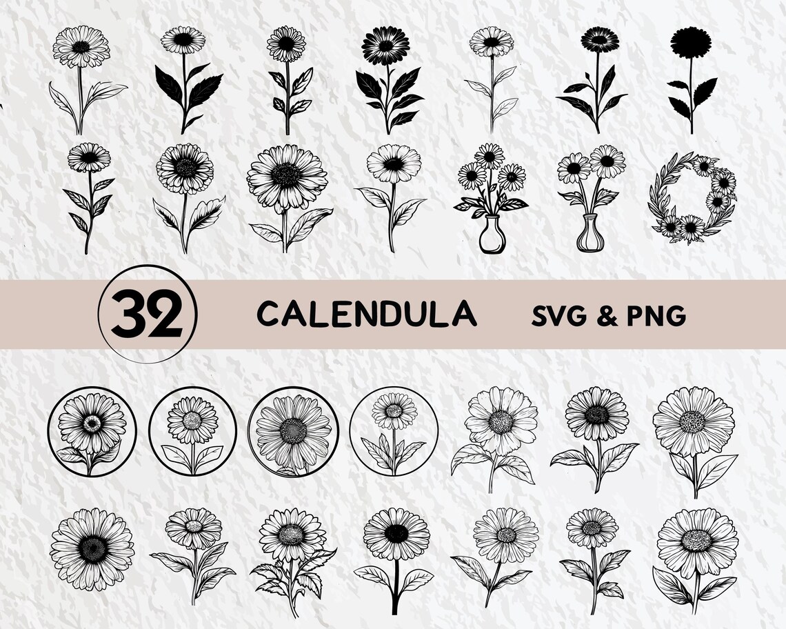 Calendula Flower SVG Bundle: Silhouette, Clipart, Vector (PNG, Cricut ...