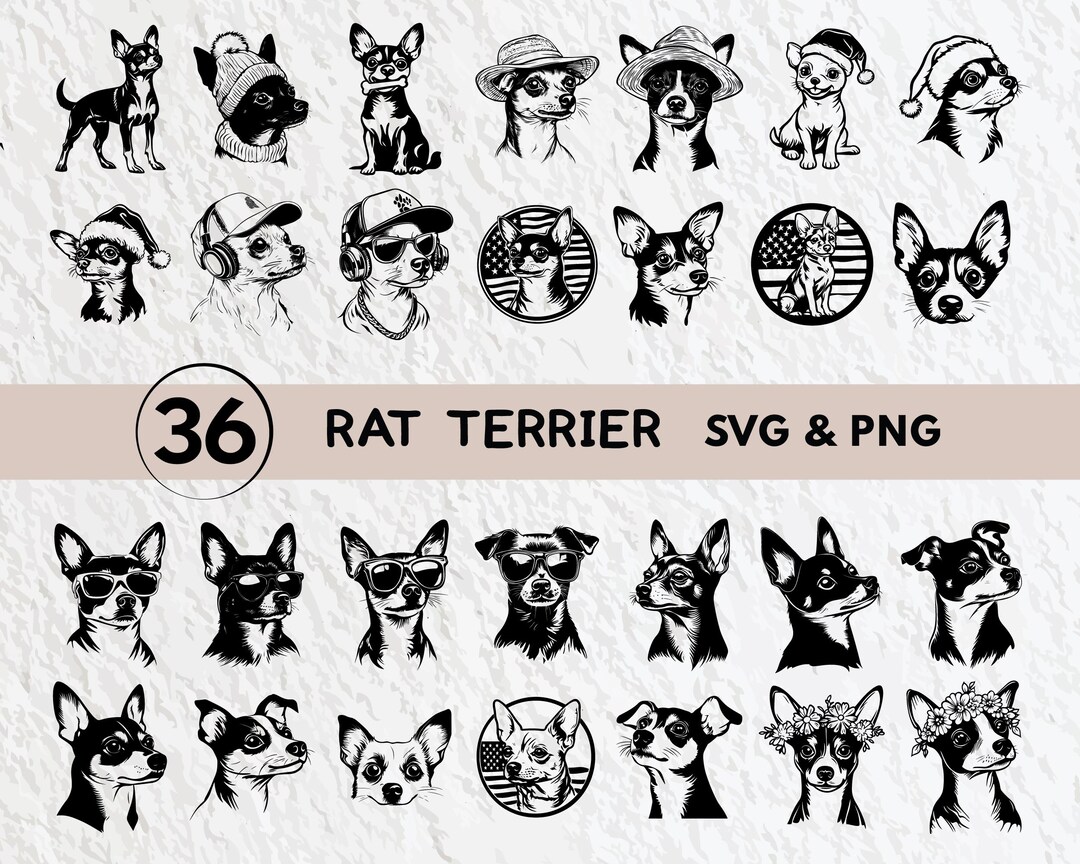 Rat Terrier Svg Bundle, Rat Terrier Silhouette, Rat Terrier Clipart Png ...