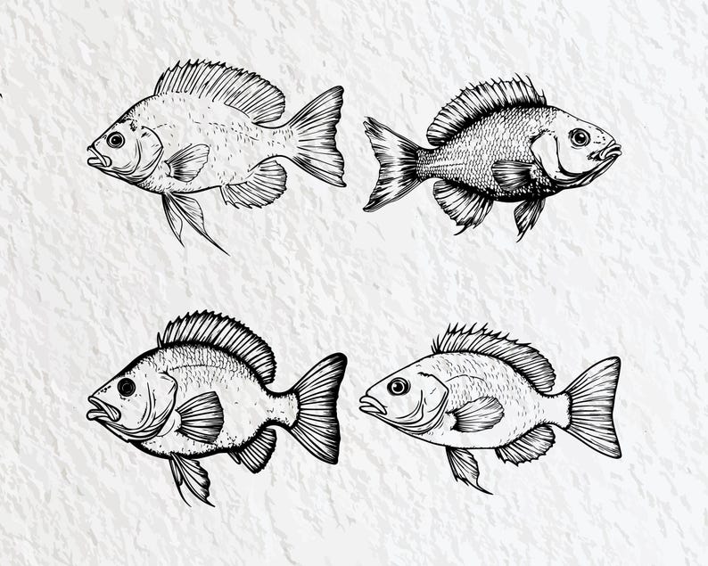 Bluegill SVG Bundle: Fish Silhouette Clipart, Cricut Decal Files - Etsy