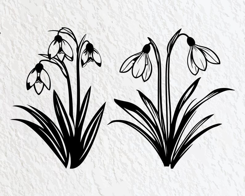 Snowdrop Flower SVG Bundle: Silhouette, Clipart, Vector (digital ...
