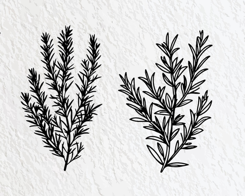 Rosemary SVG Bundle: Logo Icon Vector Clipart (PNG, Cricut, Decal) - Etsy