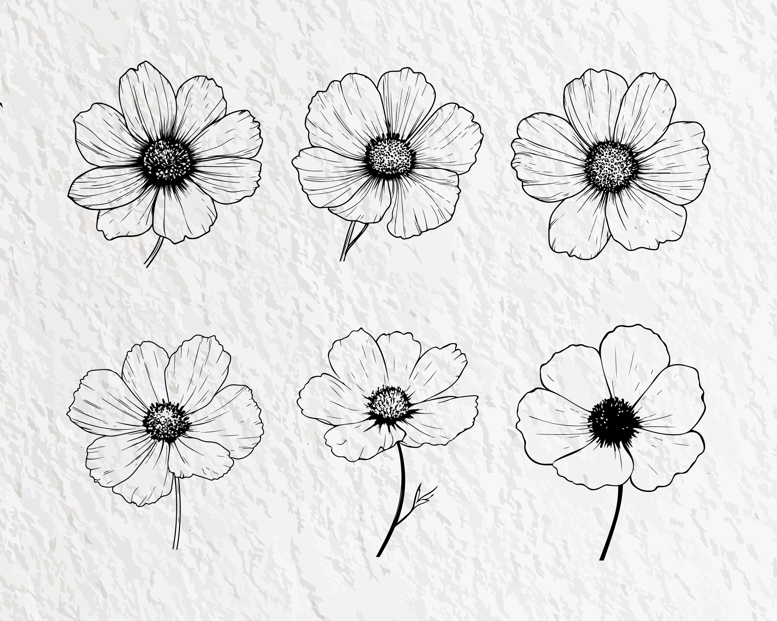 Cosmos Flower Svg Bundle, Cosmos Flower Silhouette, Cosmos Flower ...