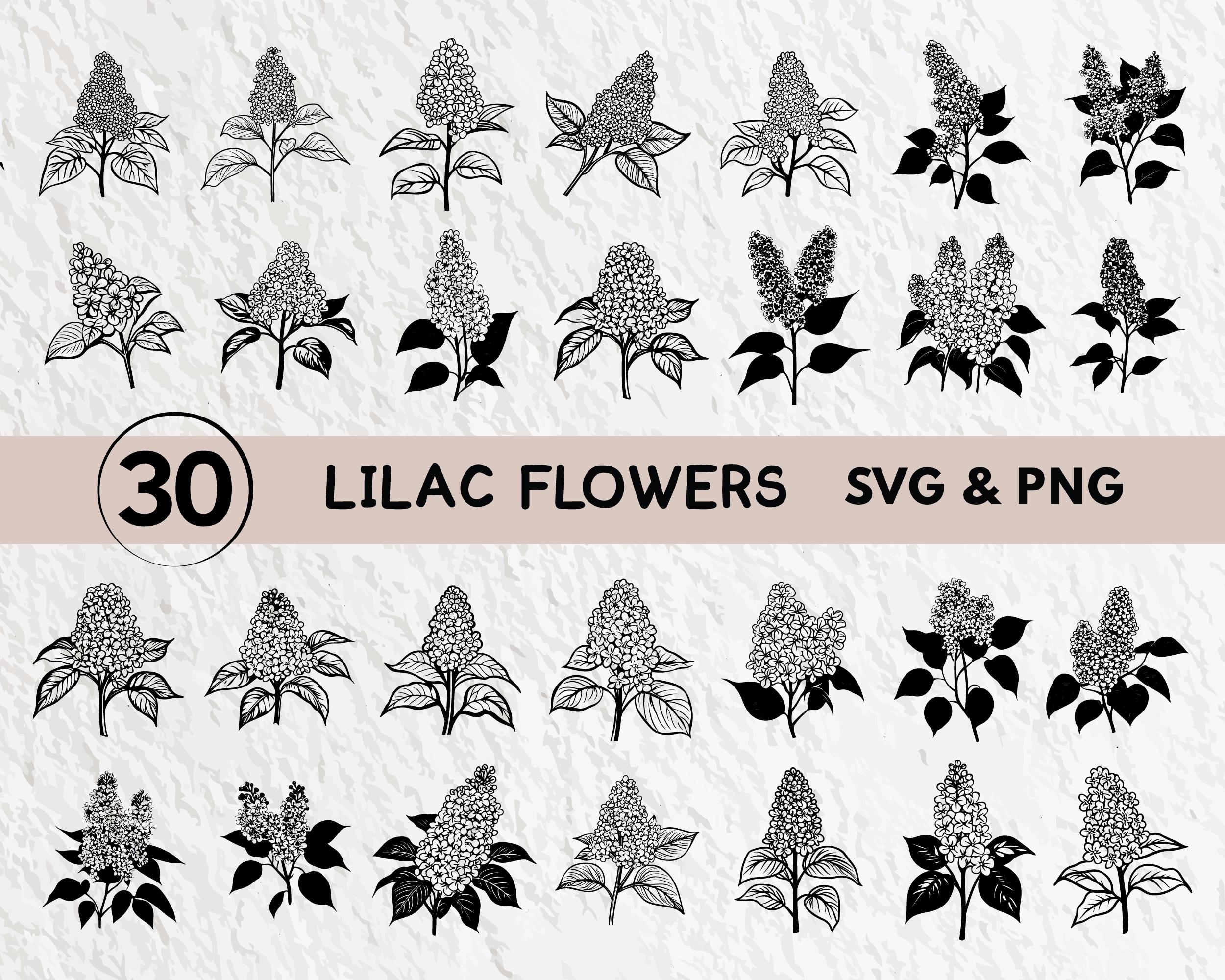 Lilac Flowers SVG Bundle: Floral Clipart, Vector Icon (digital Download ...