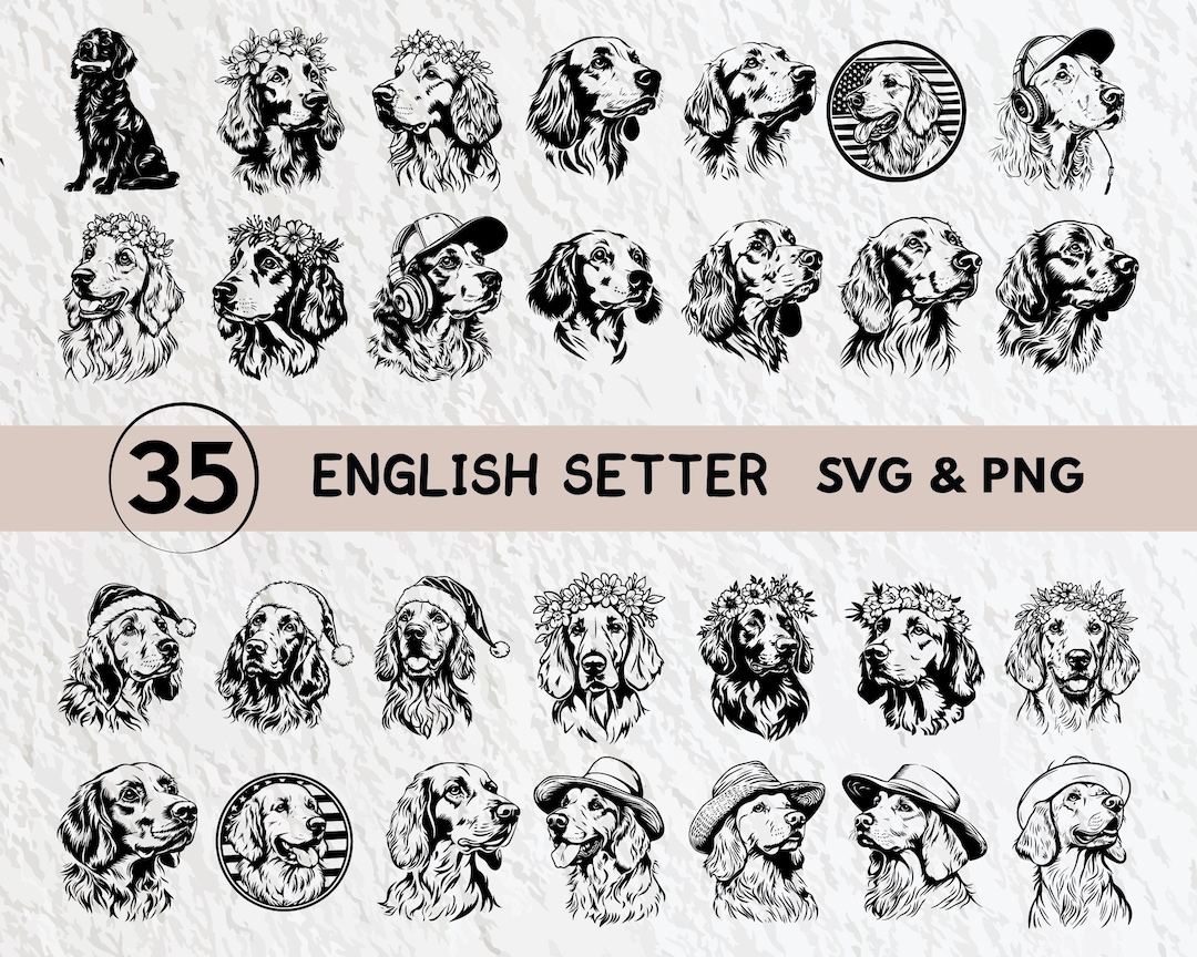 English Setter Svg Bundle, English Setter Silhouette, English Setter ...