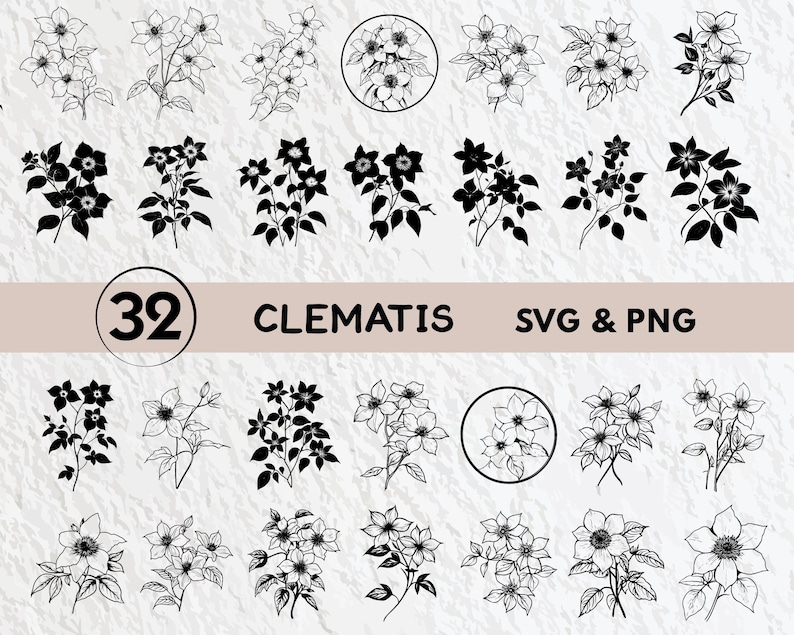 Clematis SVG Bundle: Floral Silhouette, Clipart, Vector (digital ...
