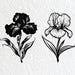 Iris Flower Svg Bundle, Iris Flower Silhouette, Iris Flower Clipart Png ...