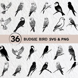 Budgie Bird SVG Bundle: Silhouette, Clipart, Vector (digital Download ...