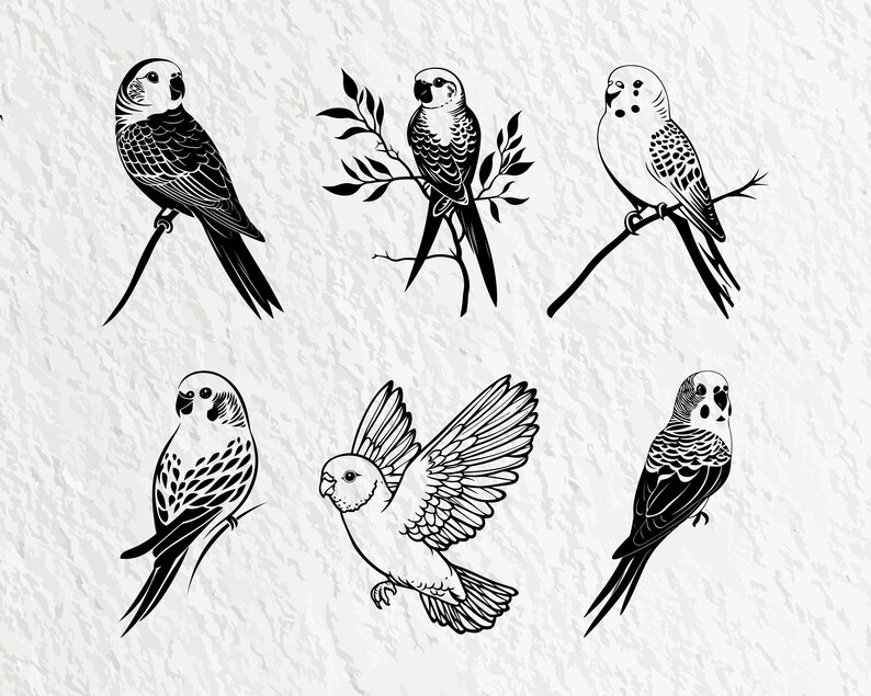 Budgie Bird SVG Bundle: Silhouette, Clipart, Vector (digital Download ...