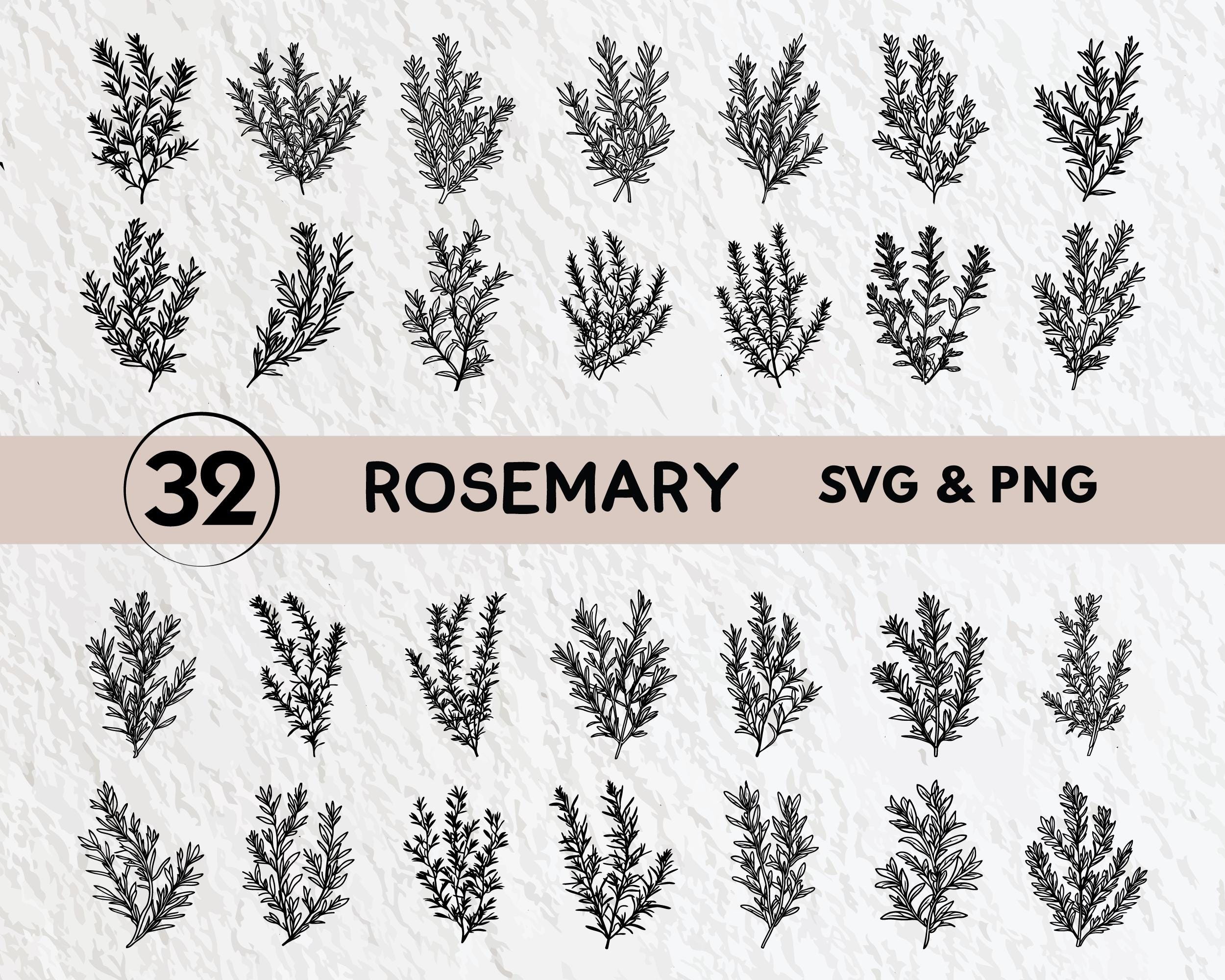 Rosemary SVG Bundle: Logo Icon Vector Clipart (PNG, Cricut, Decal) - Etsy