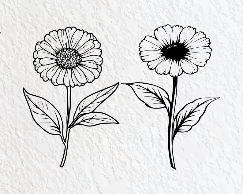 Calendula Flower SVG Bundle: Silhouette, Clipart, Vector (PNG, Cricut ...
