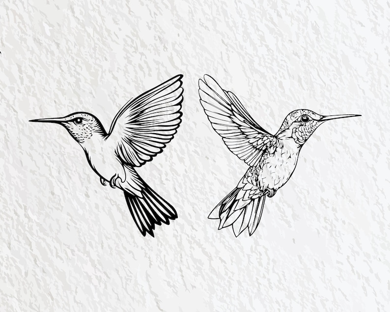 Hummingbird SVG Bundle: Outline Art, Decal, Logo (digital Download) - Etsy
