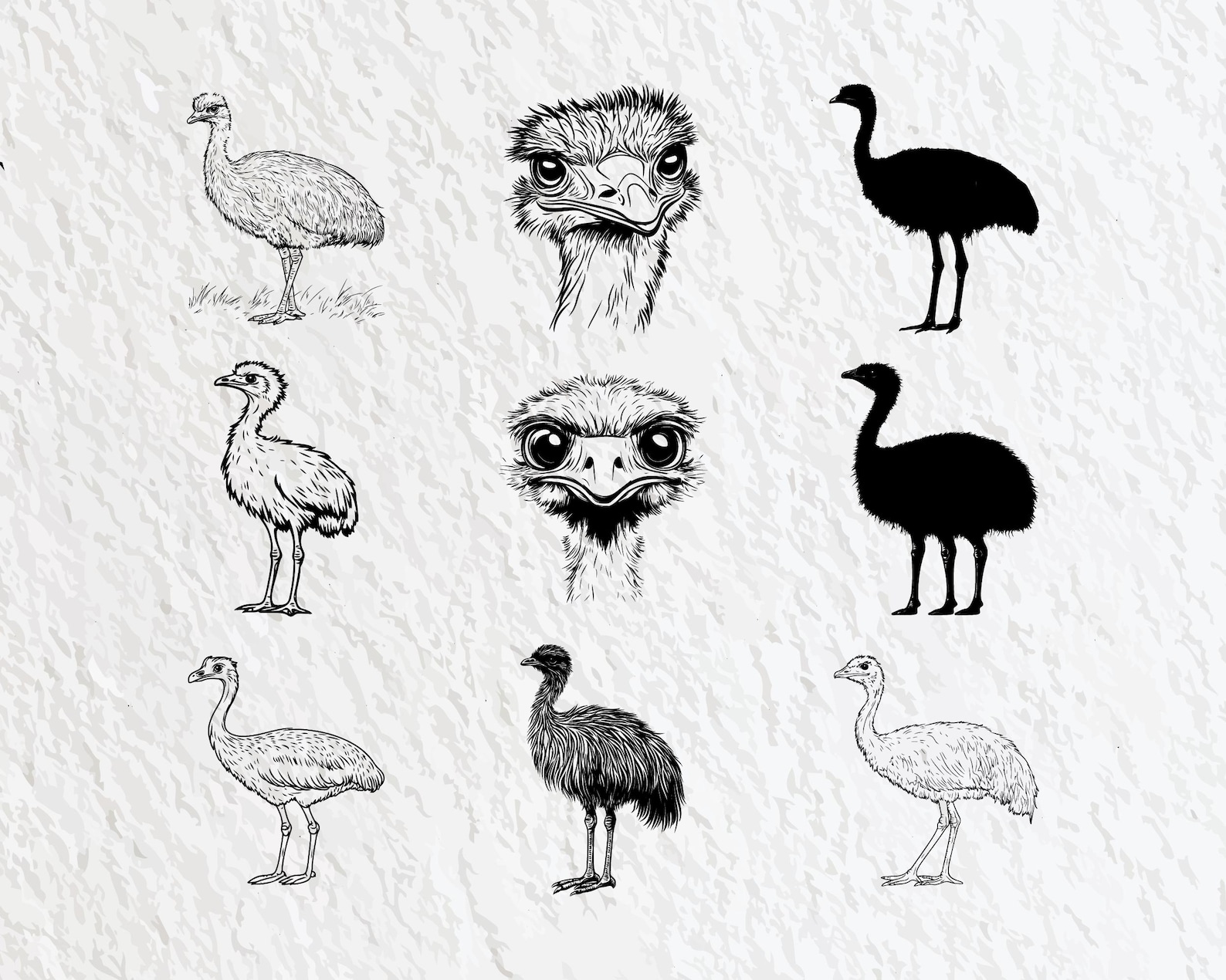 Emu Svg Bundle, Emu Silhouette, Emu Clipart Png, Emu Outline, Emu ...