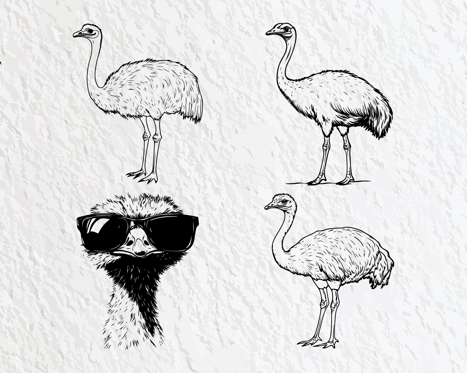 Ostrich Svg Bundle, Ostrich Silhouette, Ostrich Clipart Png, Ostrich ...