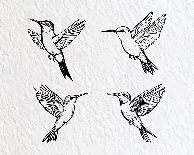 Hummingbird SVG Bundle: Colibri Silhouette, Logo, Clipart (PNG, Cricut ...