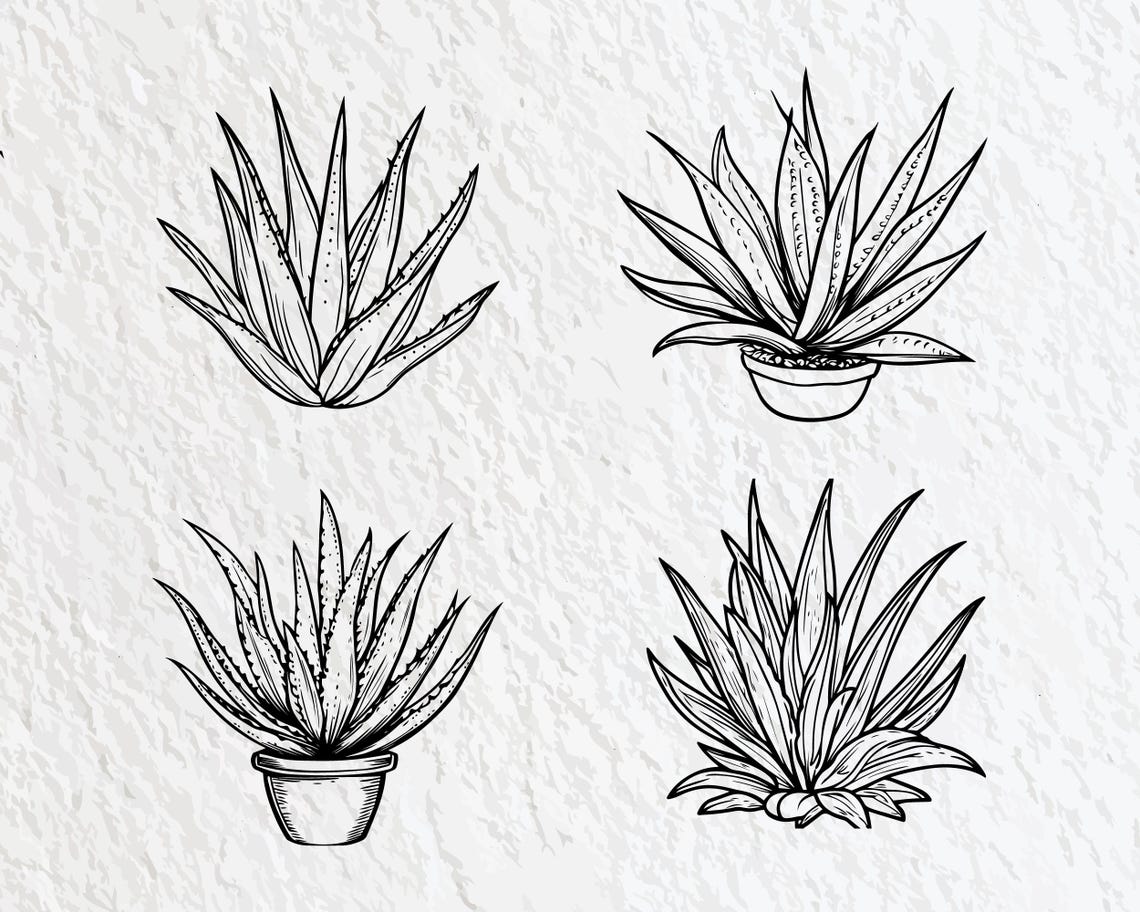 Aloe Vera Svg, Aloe Vera Silhouette Bundle, Aloe Vera Clipart, Aloe ...