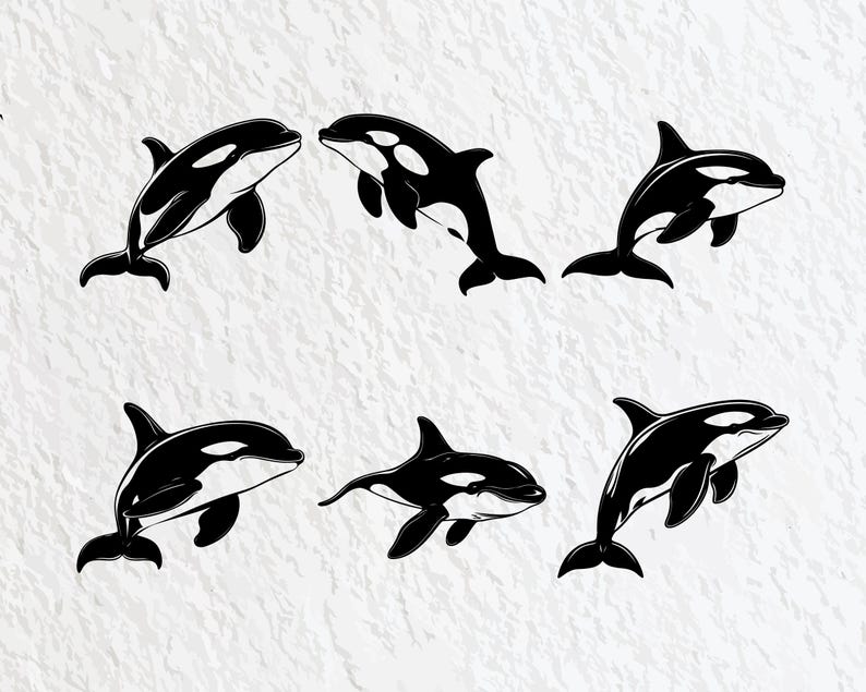 Orca Svg Bundle, Orca Silhouette, Orca Clipart Png, Orca Outline, Orca ...