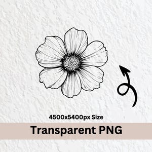 Cosmos Flower Svg Bundle, Cosmos Flower Silhouette, Cosmos Flower ...