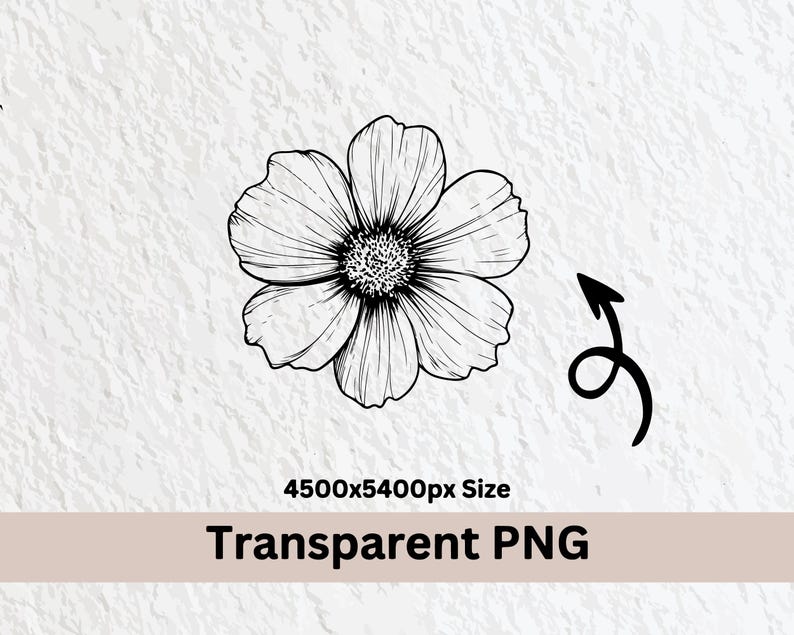 Cosmos Flower Svg Bundle, Cosmos Flower Silhouette, Cosmos Flower ...