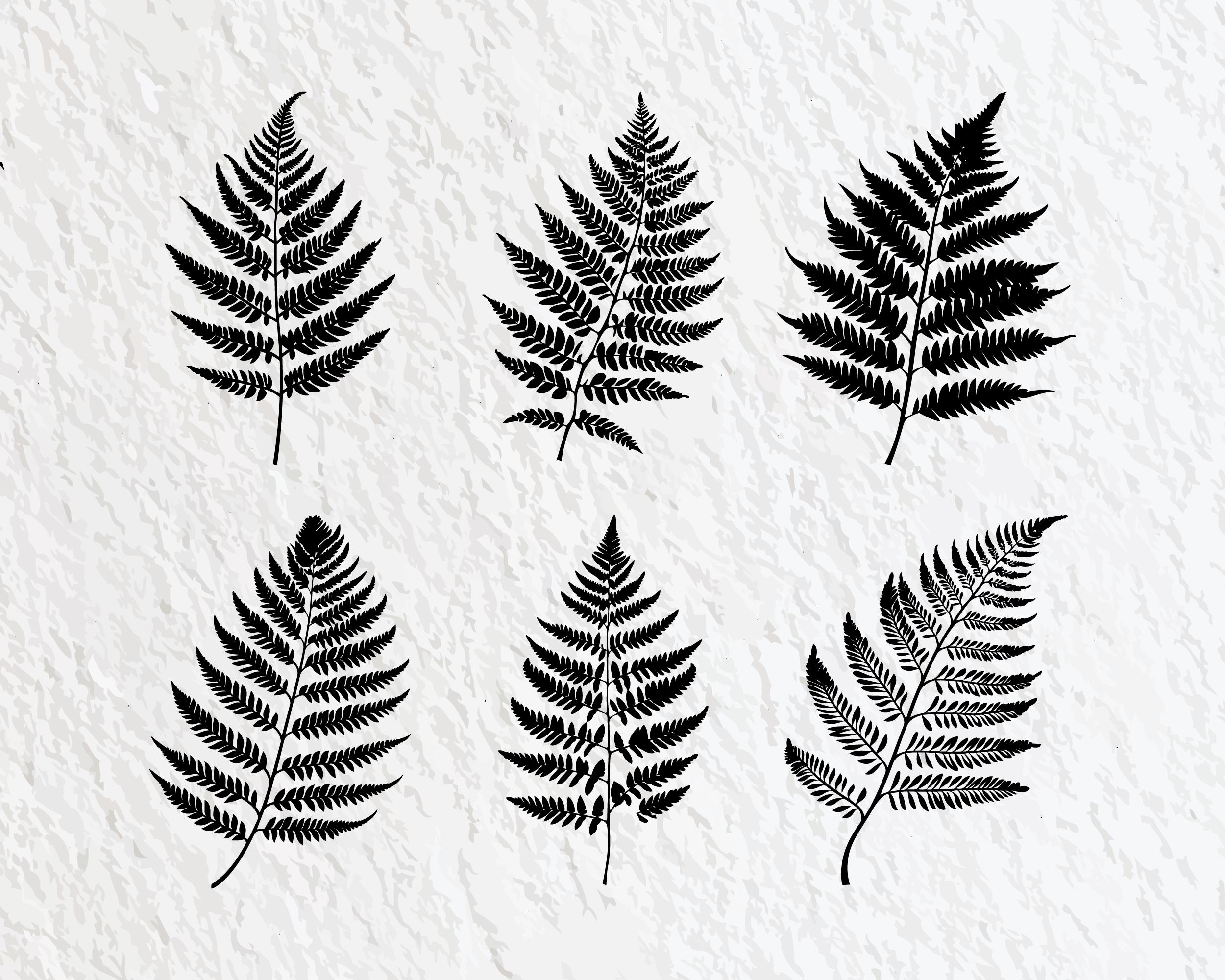 Fern Silhouette: SVG, PNG Clipart Bundle (digital Download) - Etsy