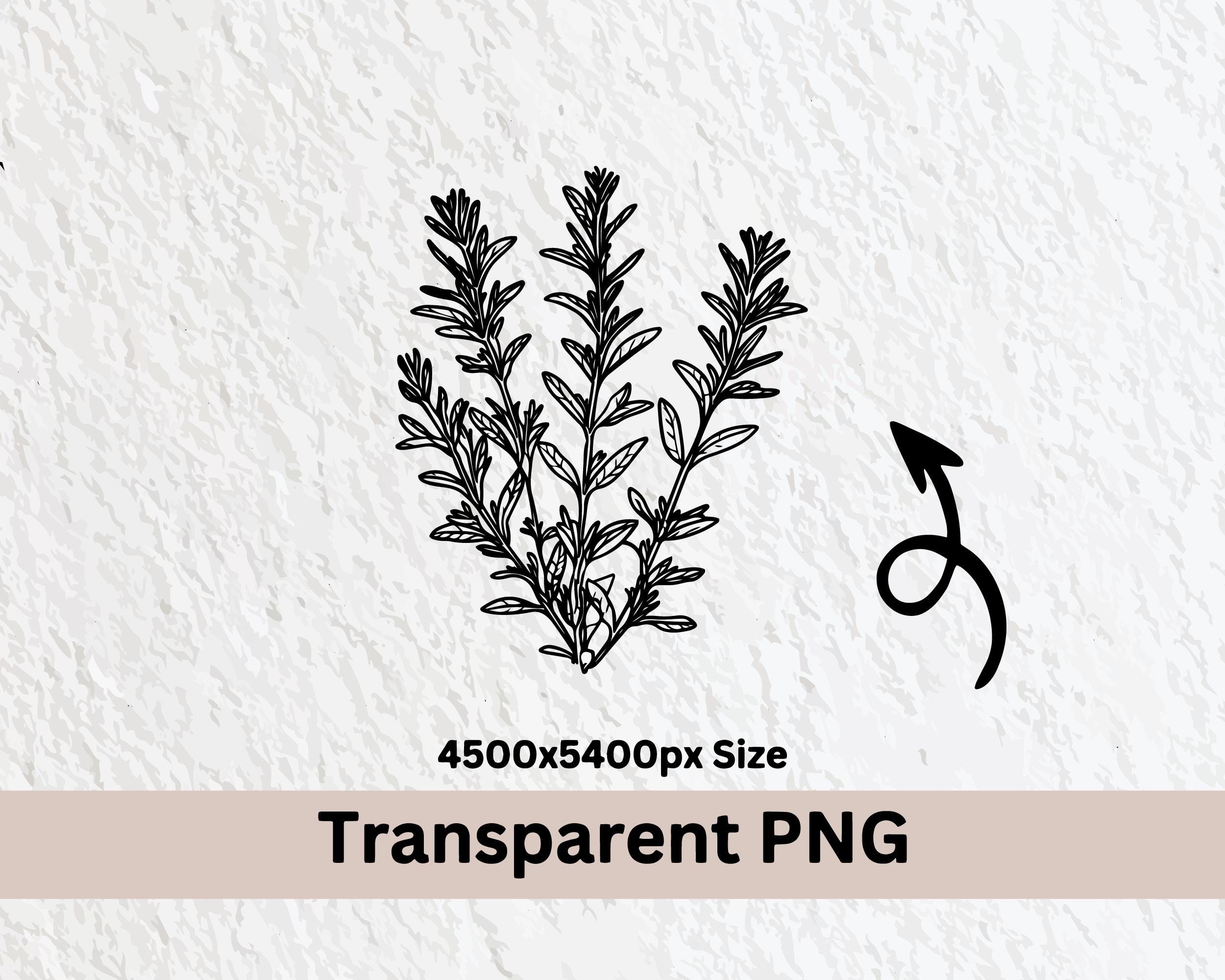 Rosemary SVG Bundle: Logo Icon Vector Clipart (PNG, Cricut, Decal) - Etsy