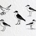 Plover Silhouette SVG Bundle: Bird Clipart, Decal, Vector (digital ...