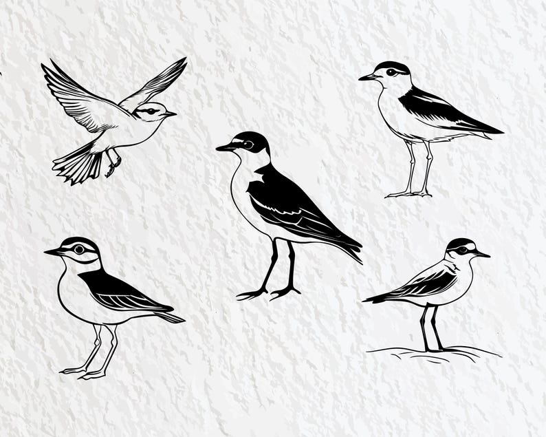 Plover Silhouette Svg, Plover Svg Bundle, Plover Breed Clipart, Plover ...