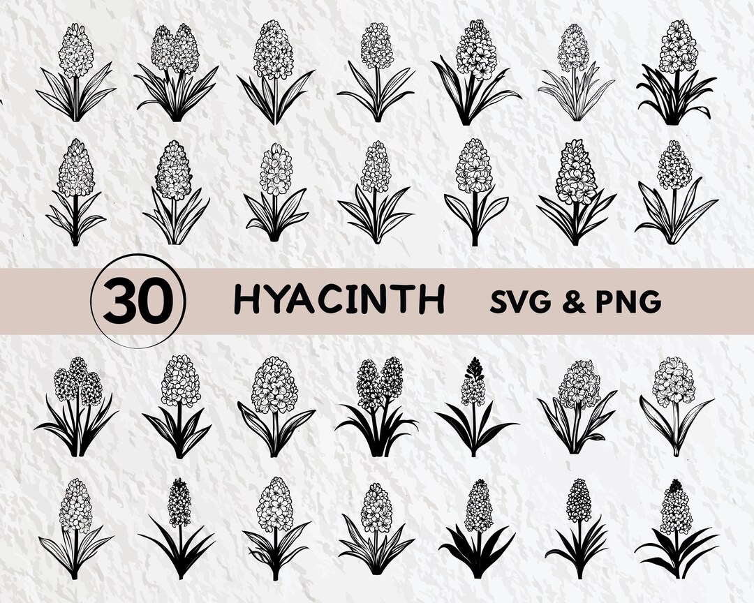 Hyacinth Svg Bundle, Hyacinth Silhouette, Hyacinth Clipart Png ...
