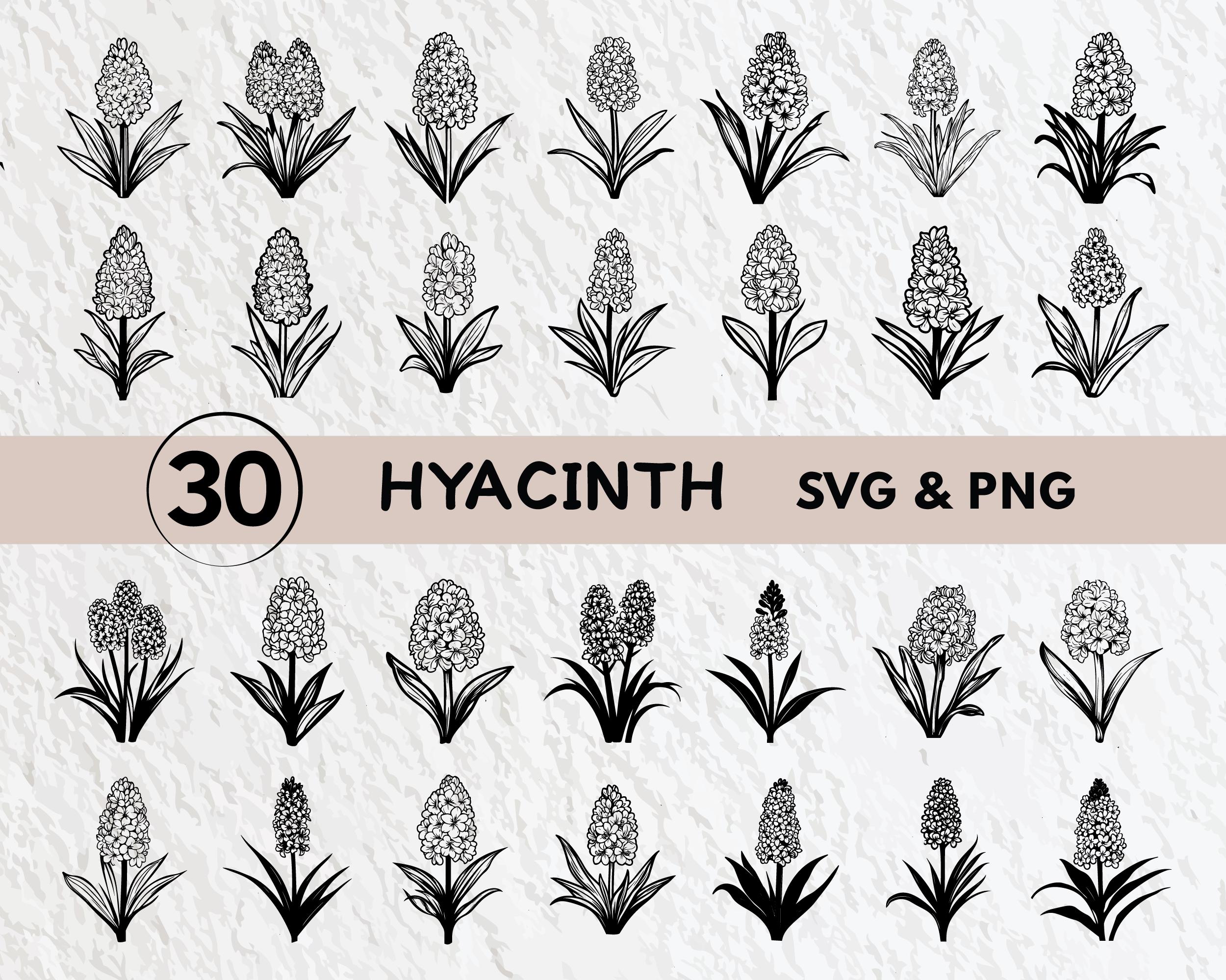 Hyacinth Svg Bundle, Hyacinth Silhouette, Hyacinth Clipart Png ...