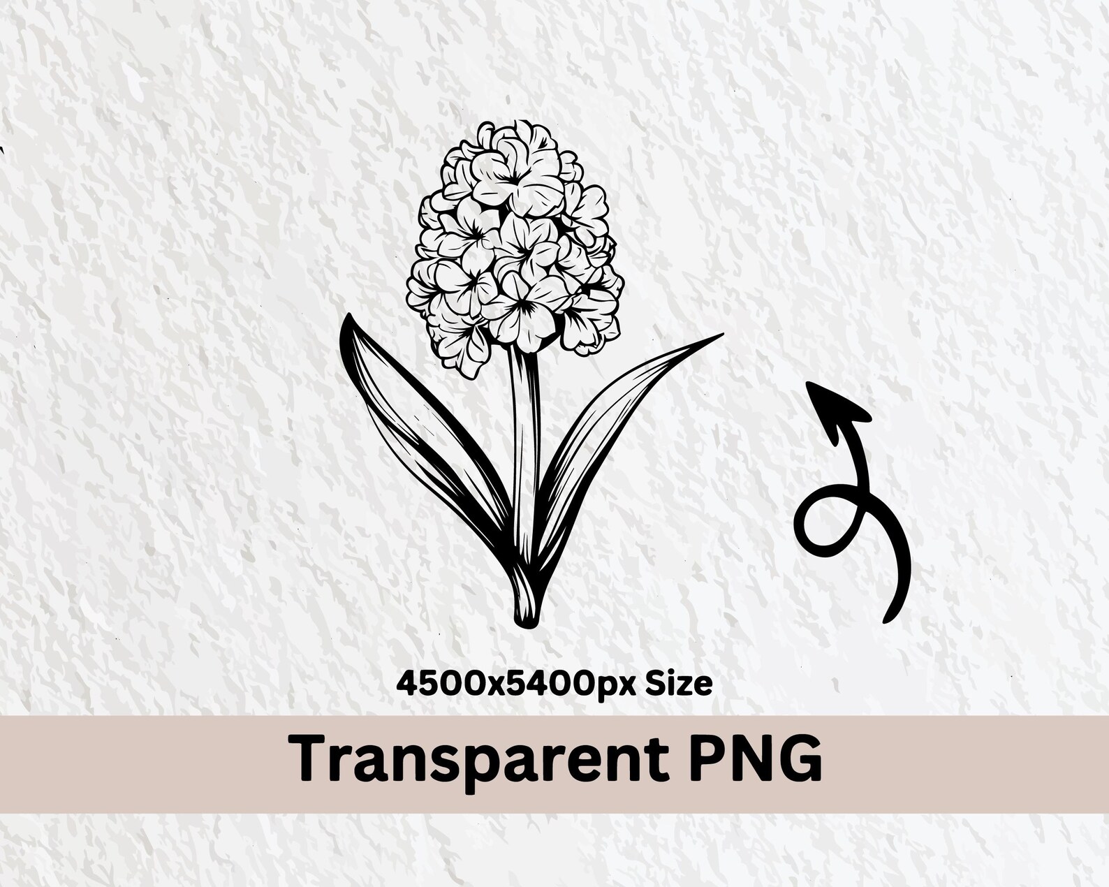 Hyacinth Svg Bundle, Hyacinth Silhouette, Hyacinth Clipart Png ...