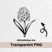 Hyacinth Svg Bundle, Hyacinth Silhouette, Hyacinth Clipart Png ...