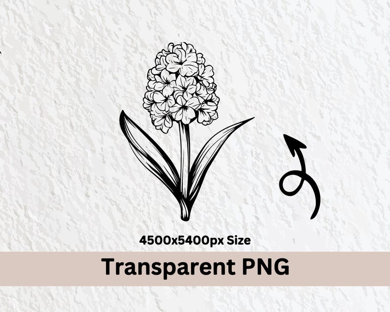 Hyacinth Svg Bundle, Hyacinth Silhouette, Hyacinth Clipart Png ...