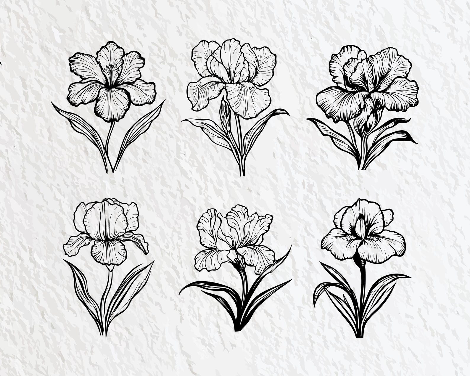 Iris Flower Svg Bundle, Iris Flower Silhouette, Iris Flower Clipart Png ...