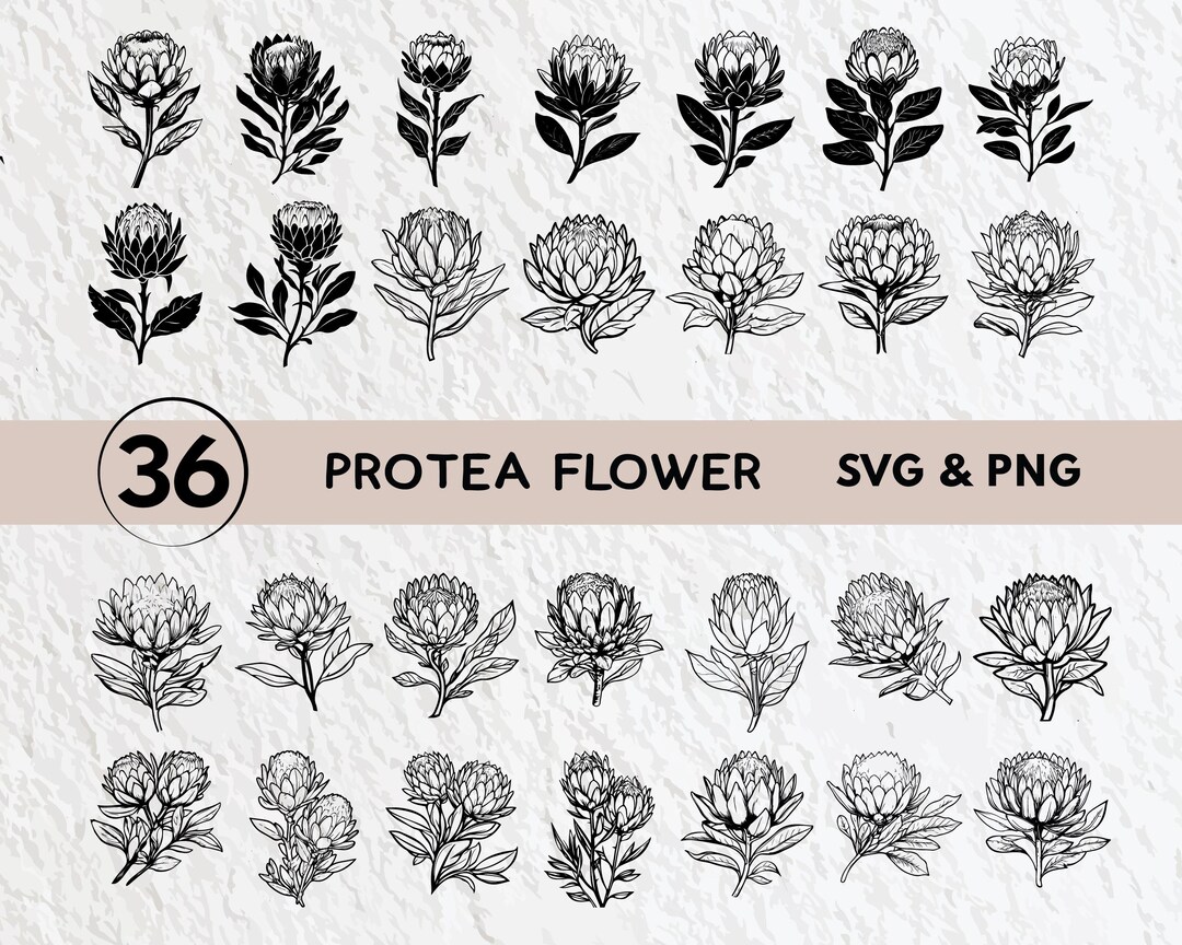 Protea Flower SVG Bundle: Floral Clipart, Vector Cut Files (PNG, SVG ...