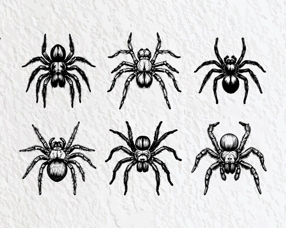 Tarantula Svg Bundle, Tarantula Silhouette, Tarantula Clipart Png ...