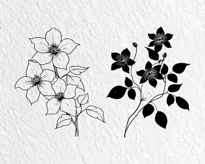 Clematis SVG Bundle: Floral Silhouette, Clipart, Vector (digital ...