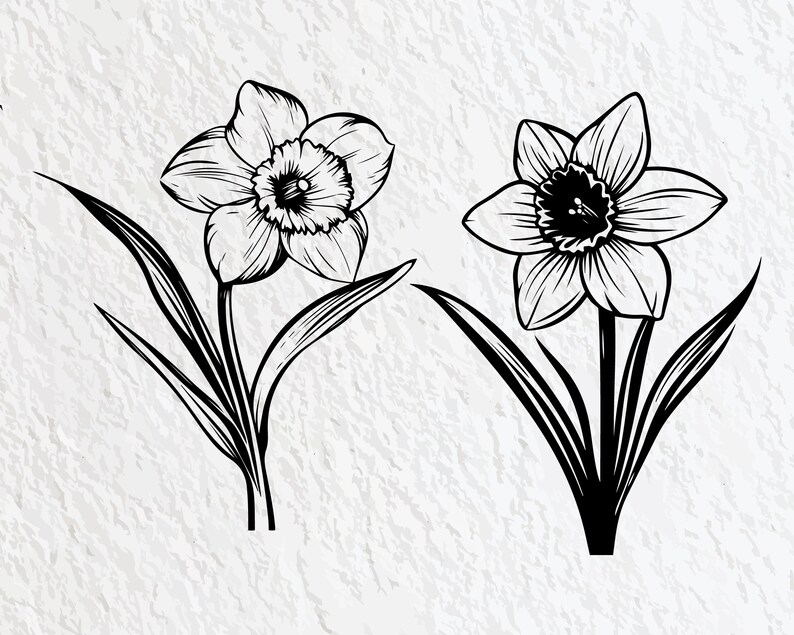 Daffodil Flower Silhouette Bundle: SVG, PNG, Cricut Cut Files (digital ...