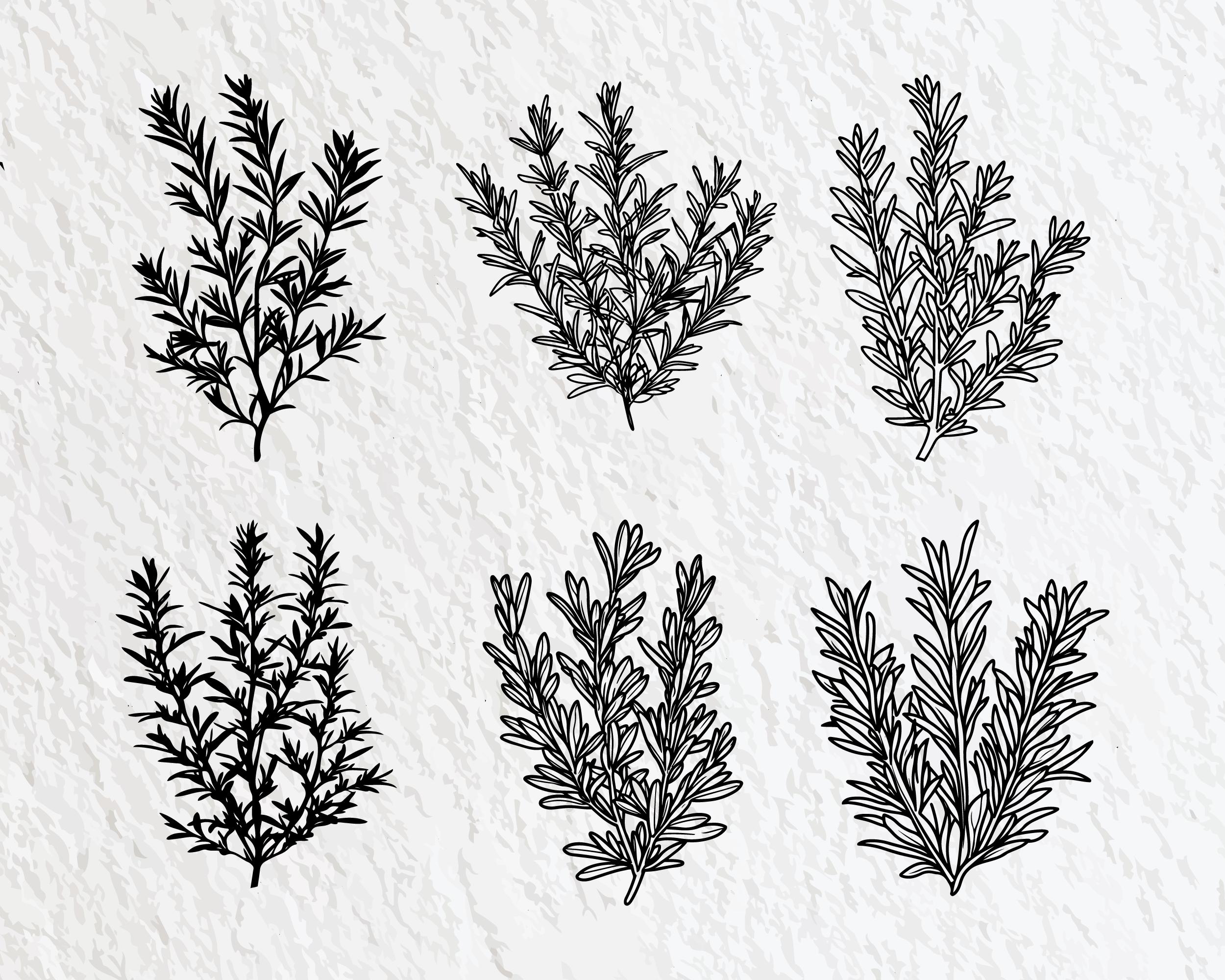 Rosemary SVG Bundle: Logo Icon Vector Clipart (PNG, Cricut, Decal) - Etsy