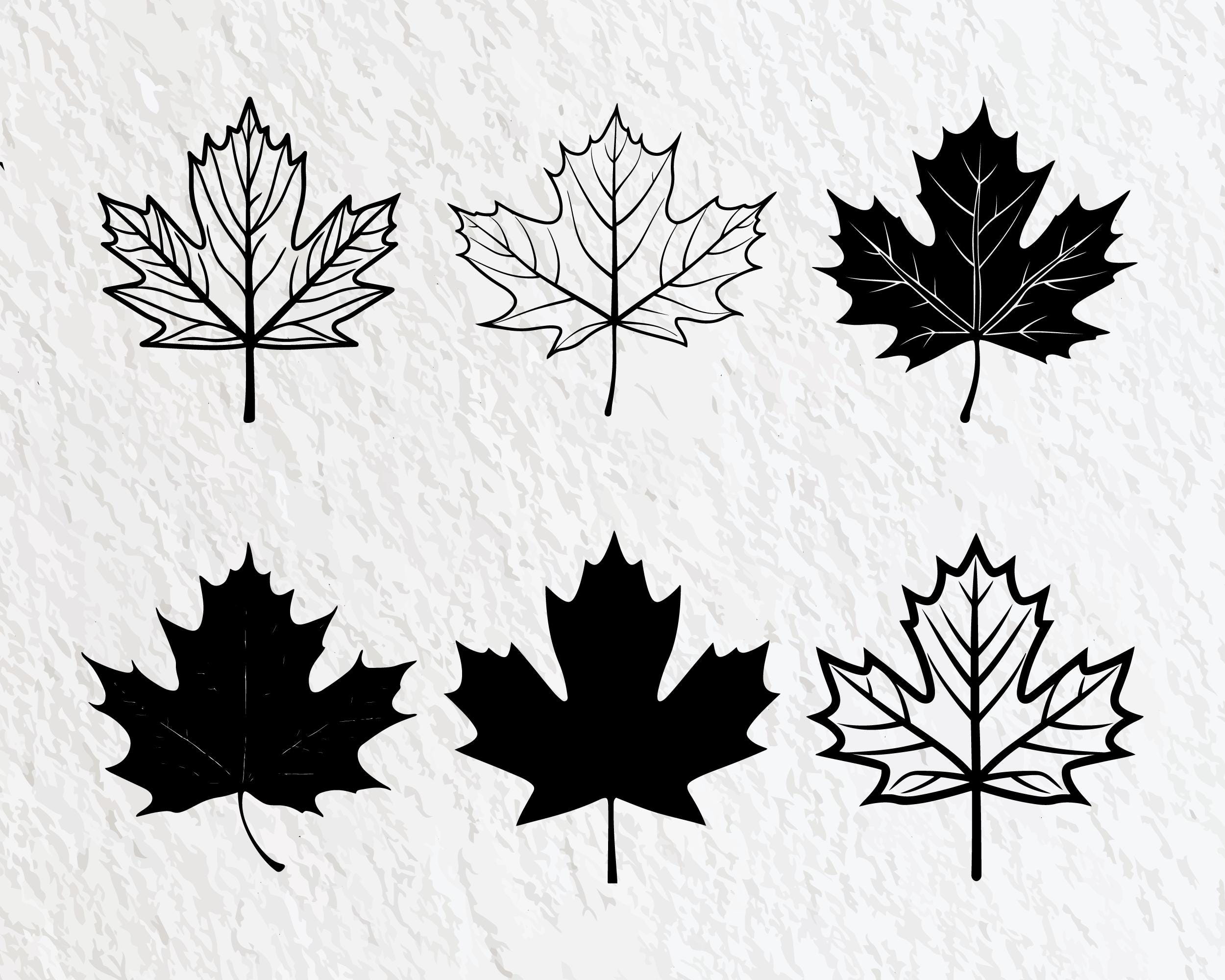 Maple Leaf SVG Bundle: Silhouette Clipart, Vector Cut Files (PNG) - Etsy