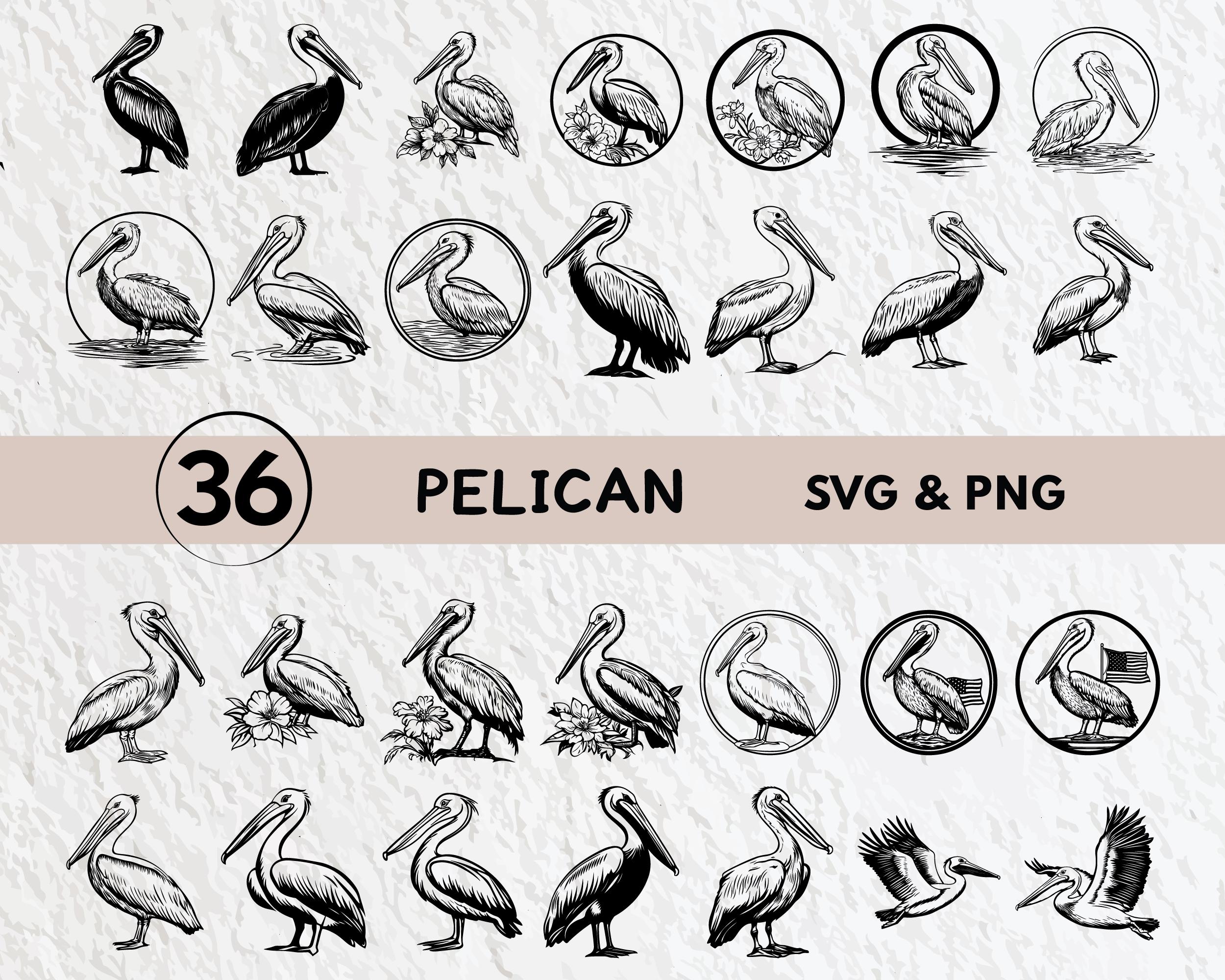 Pelican Svg Bundle, Pelican Silhouette, Pelican Clipart Png, Pelican ...