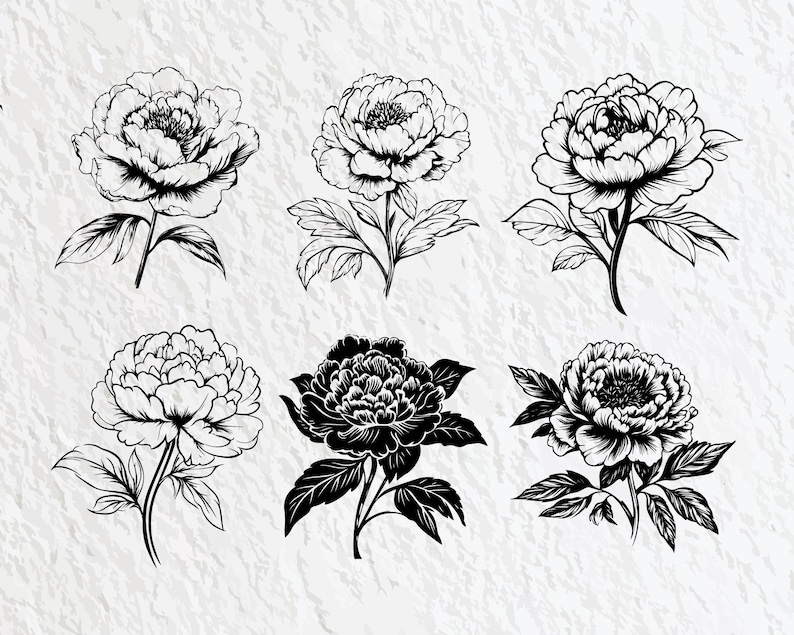 Peony Flower SVG Bundle: Floral Clipart, Vector Logo Icon (PNG, SVG) - Etsy