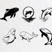 Beluga Whale SVG Bundle: Silhouette Clipart, Cricut Cut Files (PNG ...
