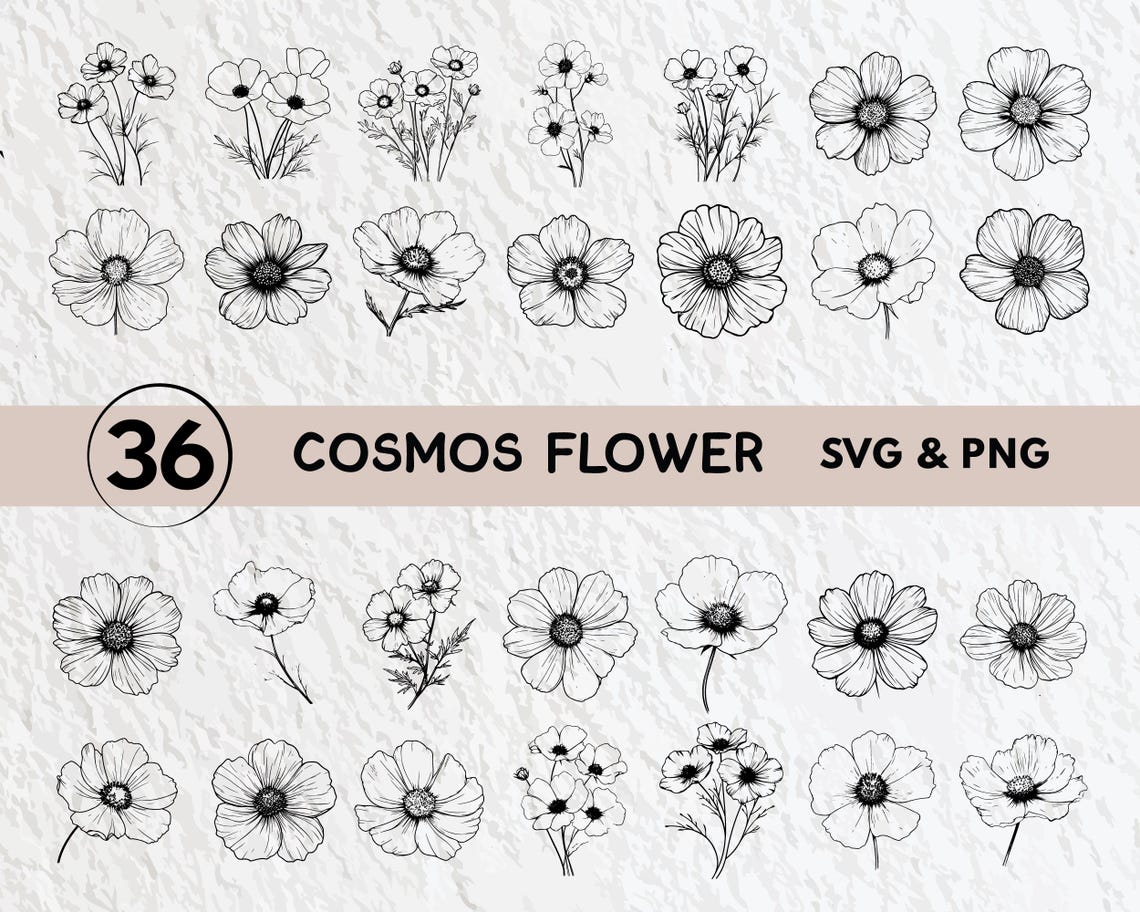 Cosmos Flower Svg Bundle, Cosmos Flower Silhouette, Cosmos Flower ...