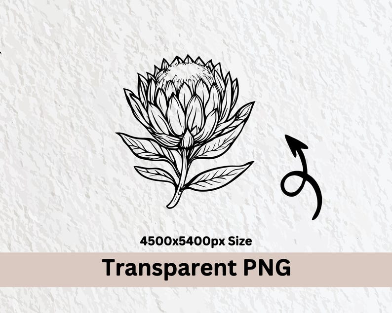 Protea Flower SVG Bundle: Floral Clipart, Vector Cut Files (PNG, SVG ...