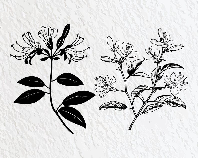 Honeysuckle SVG Bundle: Floral Silhouette, Clipart, Vector (digital ...