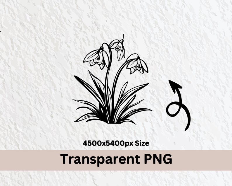 Snowdrop Flower SVG Bundle: Silhouette, Clipart, Vector (digital ...