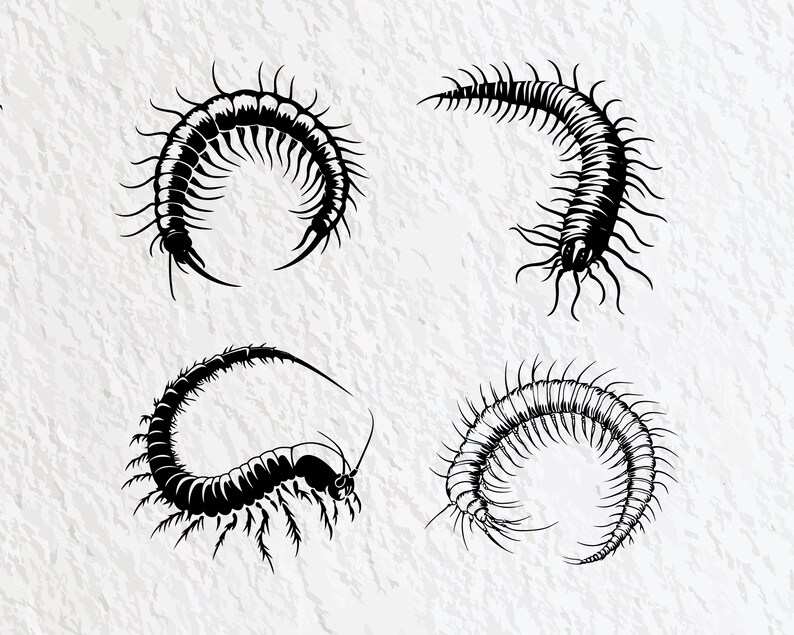 Centipedes SVG Bundle: Silhouette, Clipart, Vector (digital Download ...